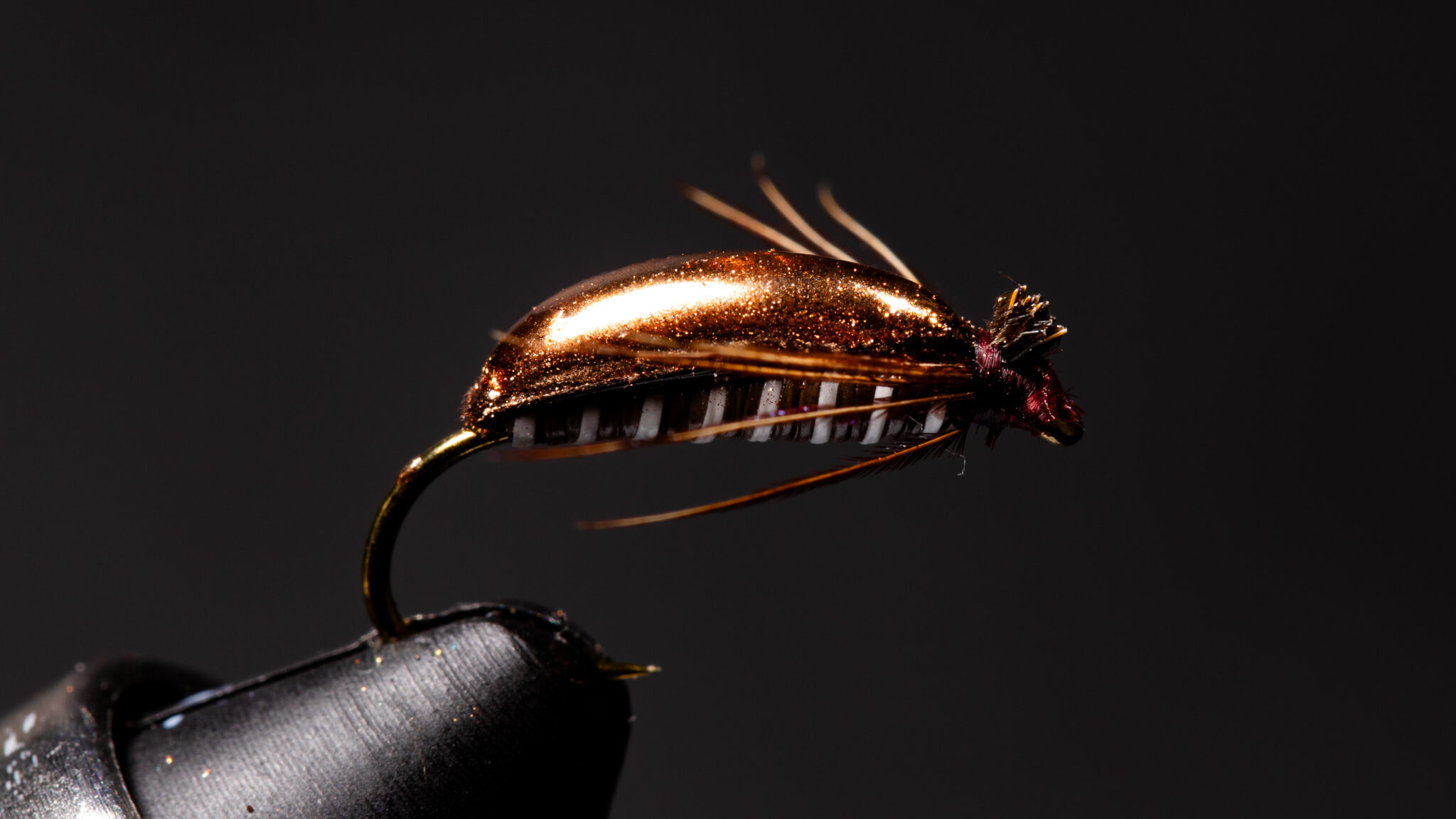 Corixa Water Bug - She Ties Flies